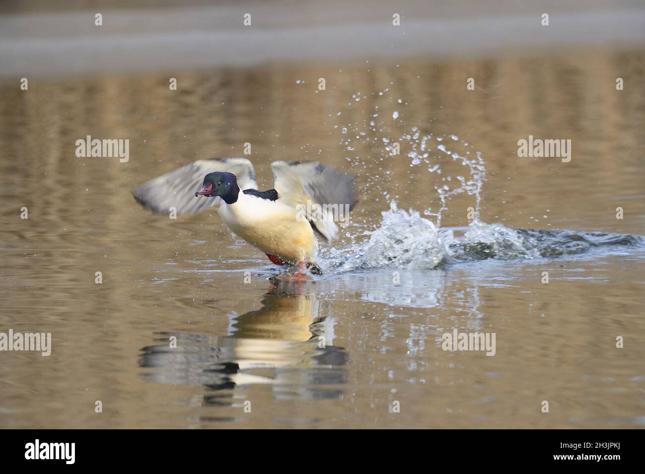 Goosanders hi-res stock photography and images - Alamy