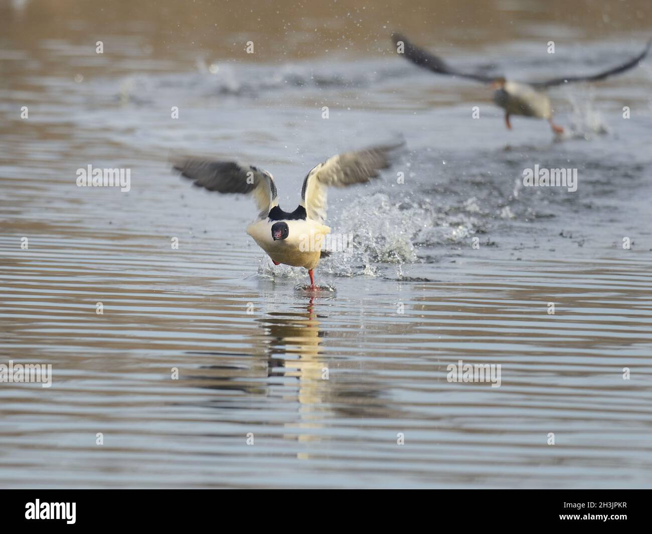 Goosanders hi-res stock photography and images - Alamy