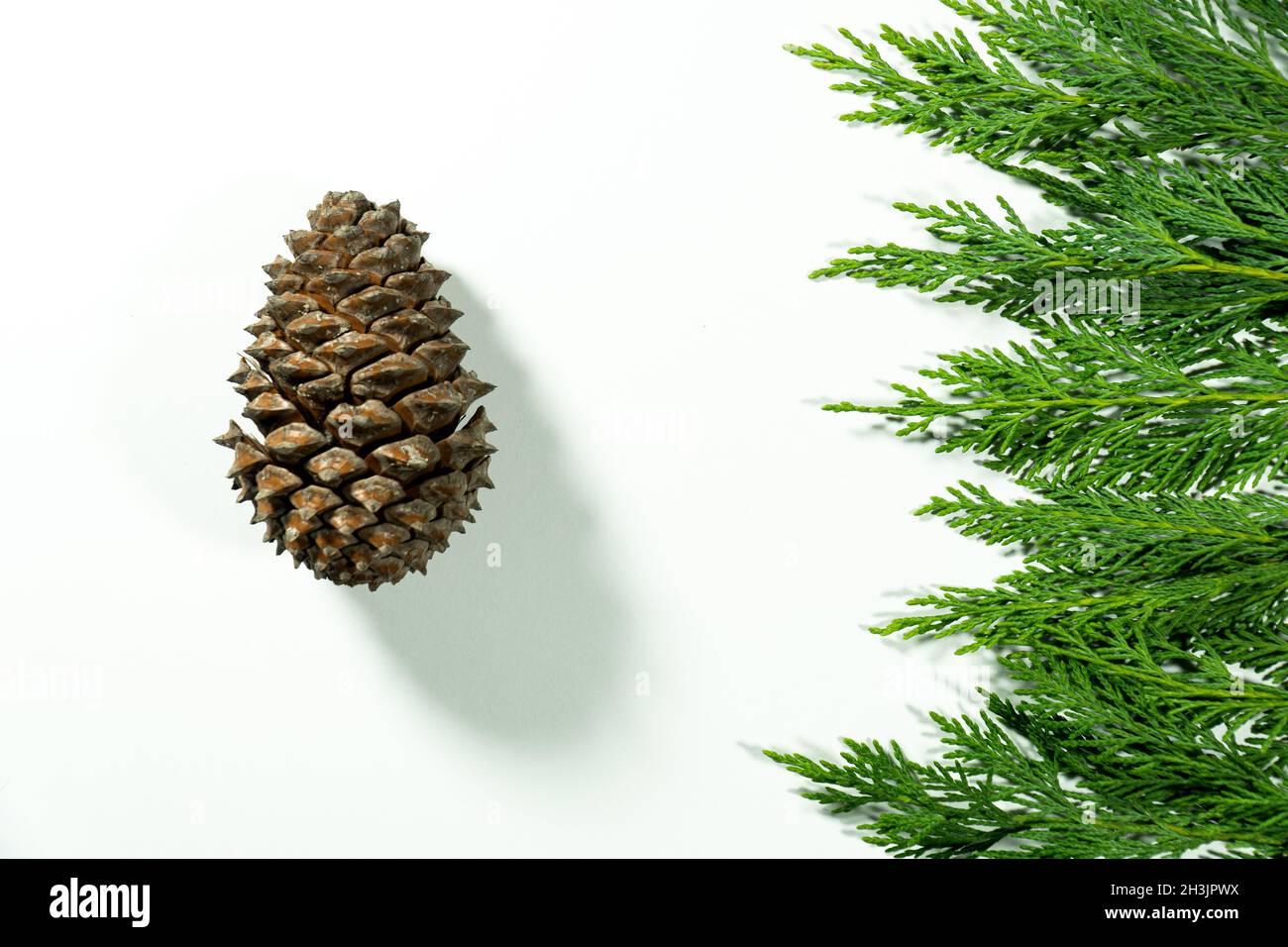 Pine tree leaf and pine cone top view noel concept idea photo on white ...