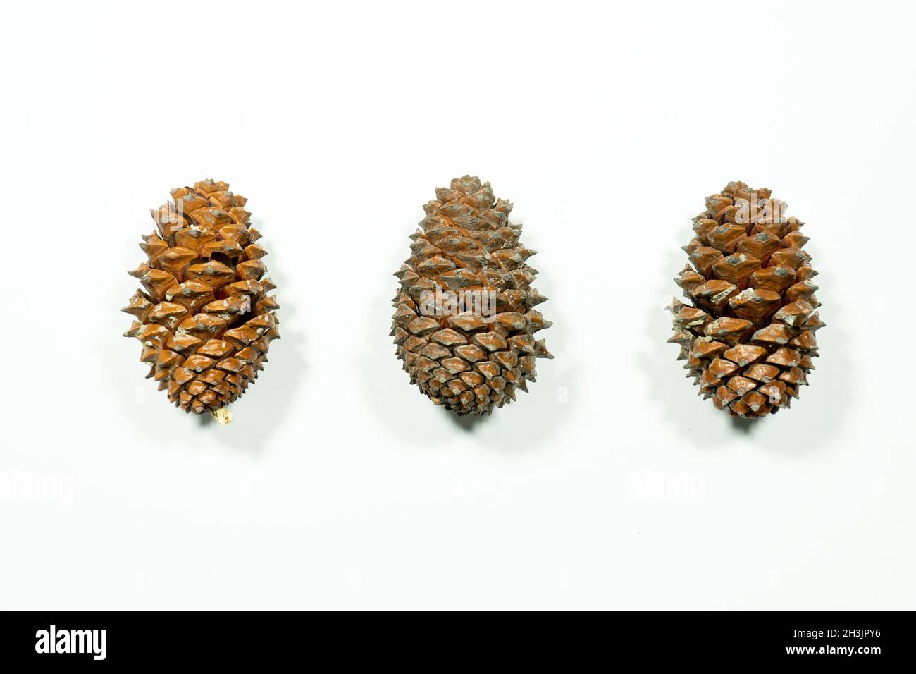 Three colors pine cone top view photo on white background, close up ...