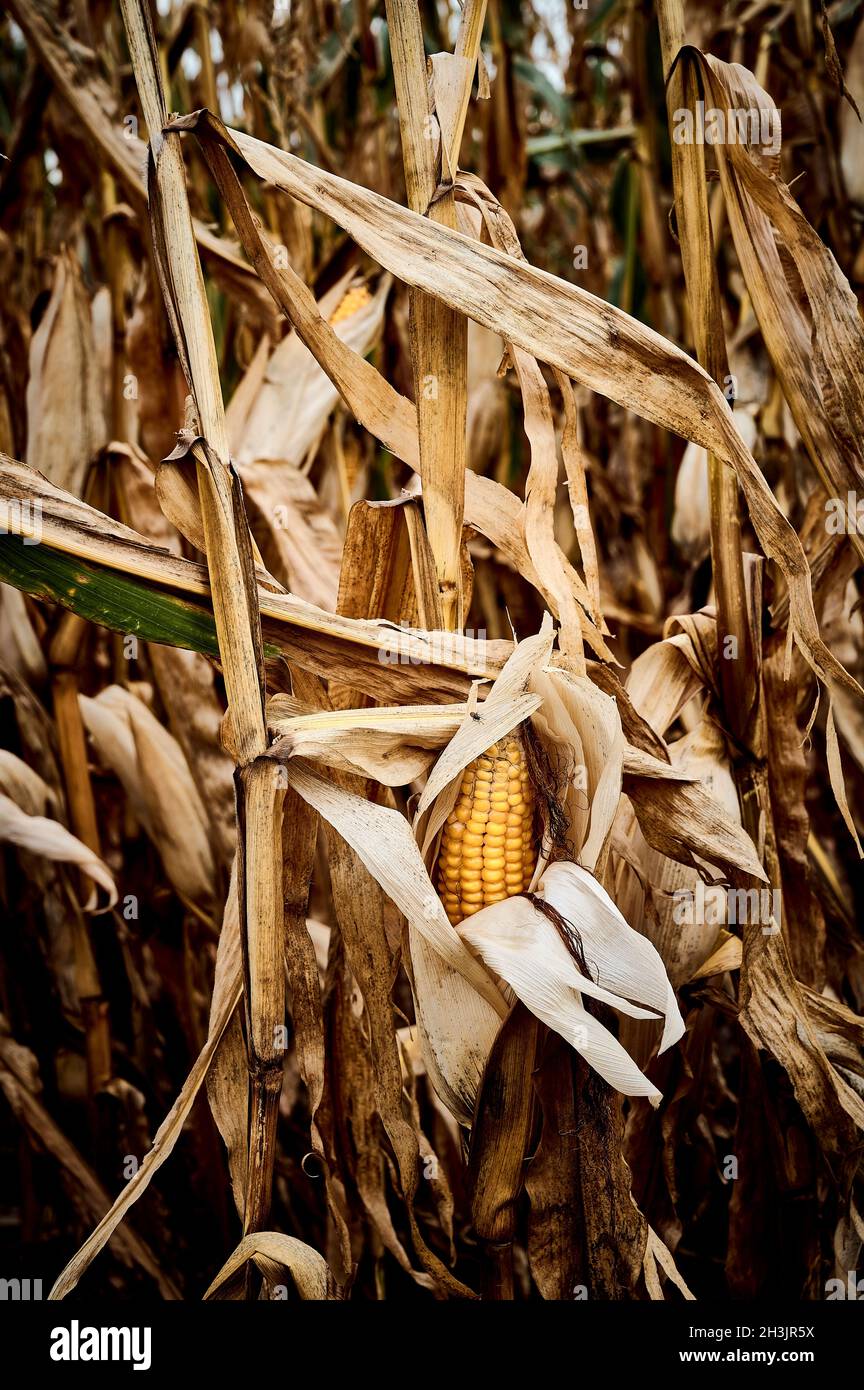Animal feed hi-res stock photography and images - Alamy