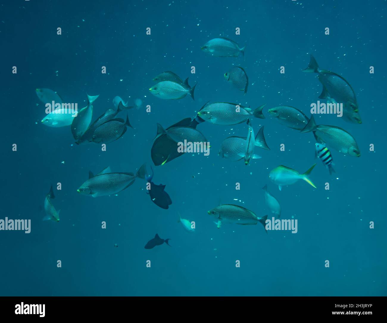 School fishes underwater hi-res stock photography and images - Alamy