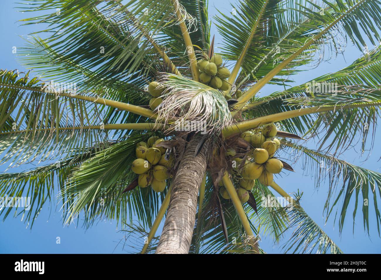 Bottom view palm tree hi-res stock photography and images - Alamy