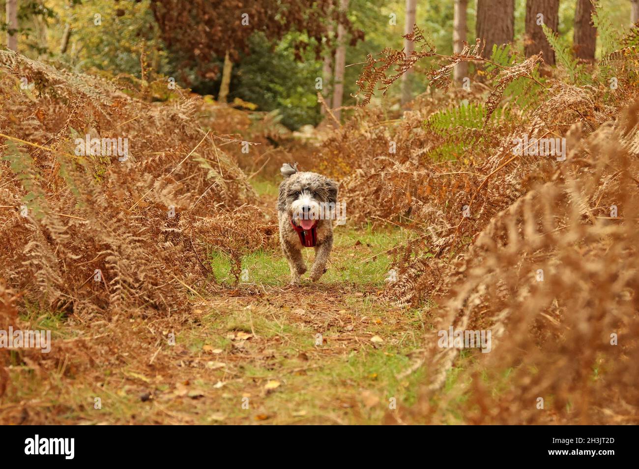 Sandringham, UK. 26th Oct, 2021. A lovely Autumn day as Cookie the ...