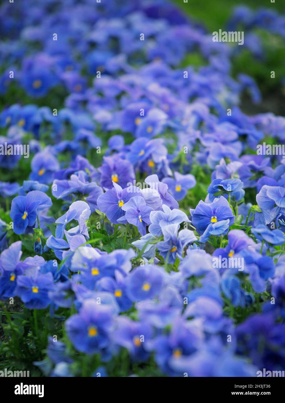 Lilac texture hi-res stock photography and images - Alamy