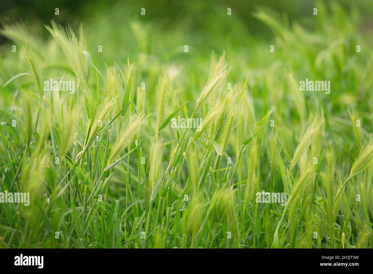 Healthy leaf texture hi-res stock photography and images - Alamy
