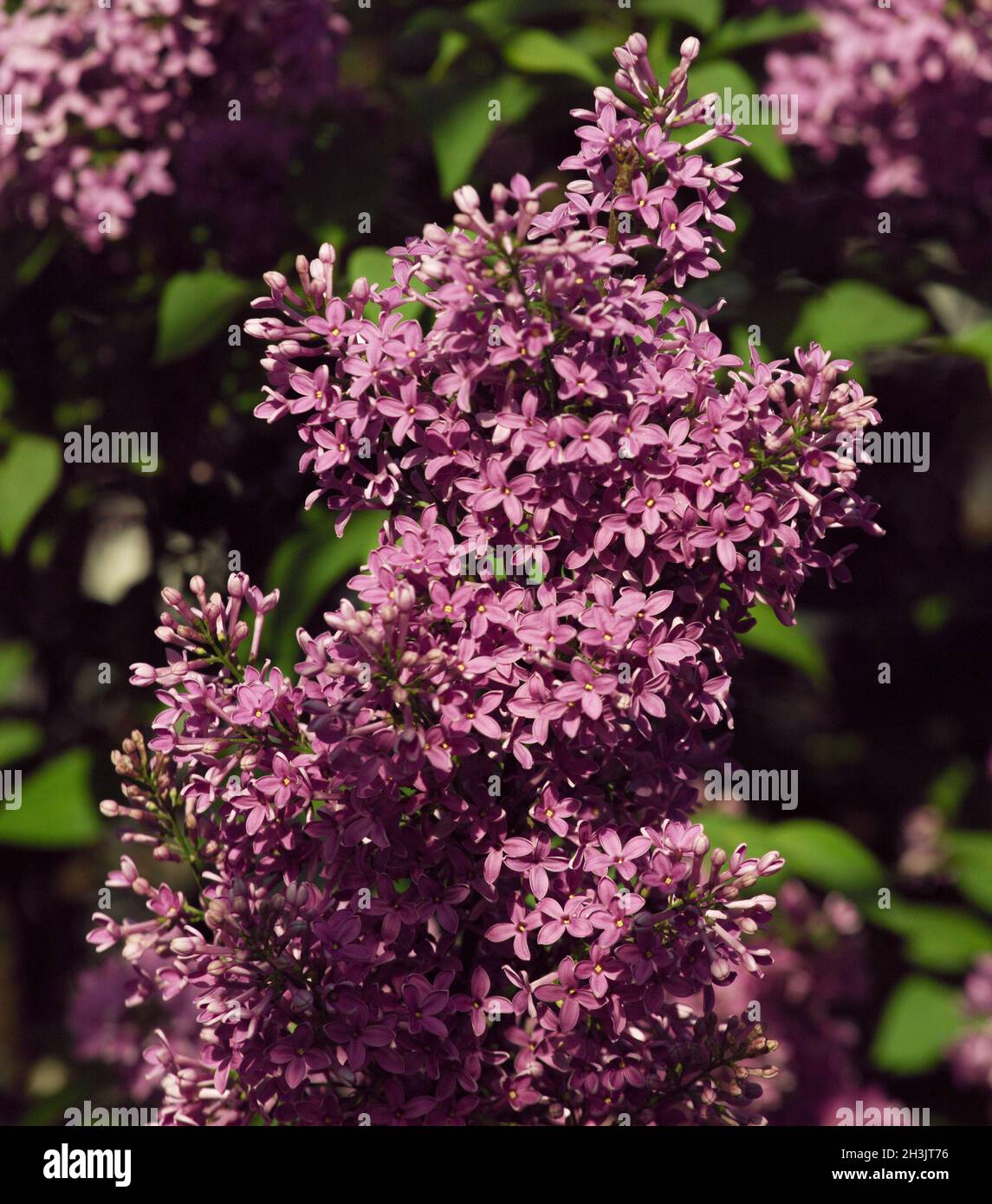 Lilac texture hi-res stock photography and images - Alamy
