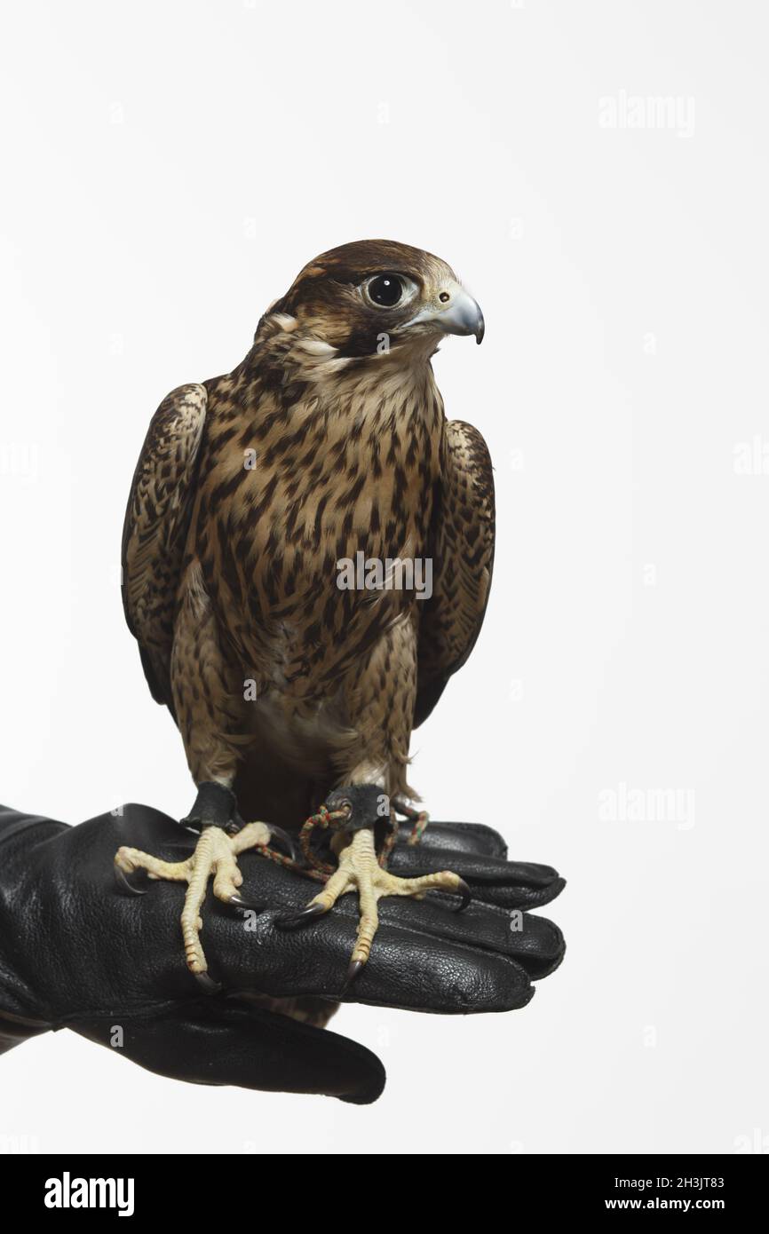 White falcon hi-res stock photography and images - Alamy