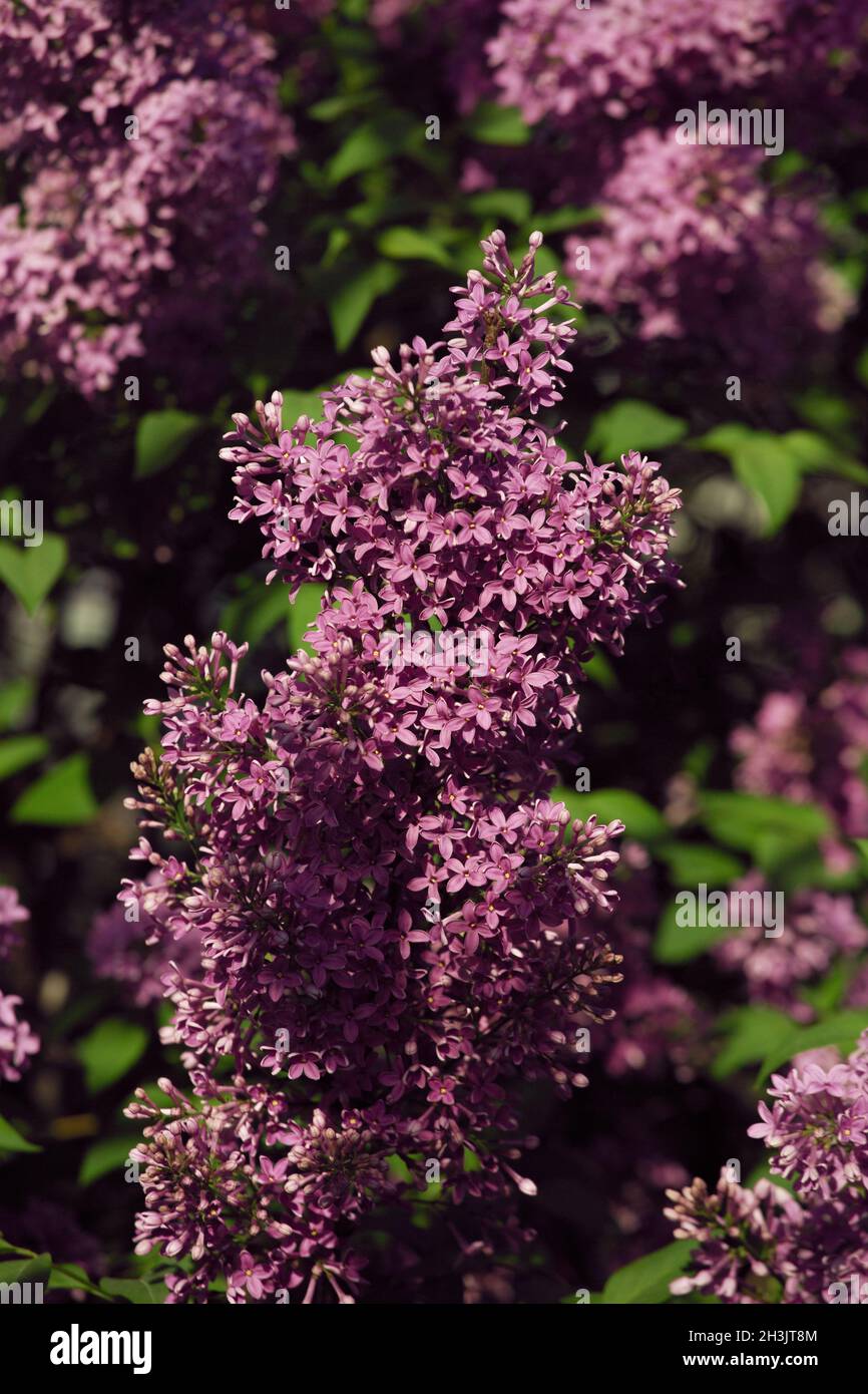 Macro texture blooming pink hi-res stock photography and images - Alamy