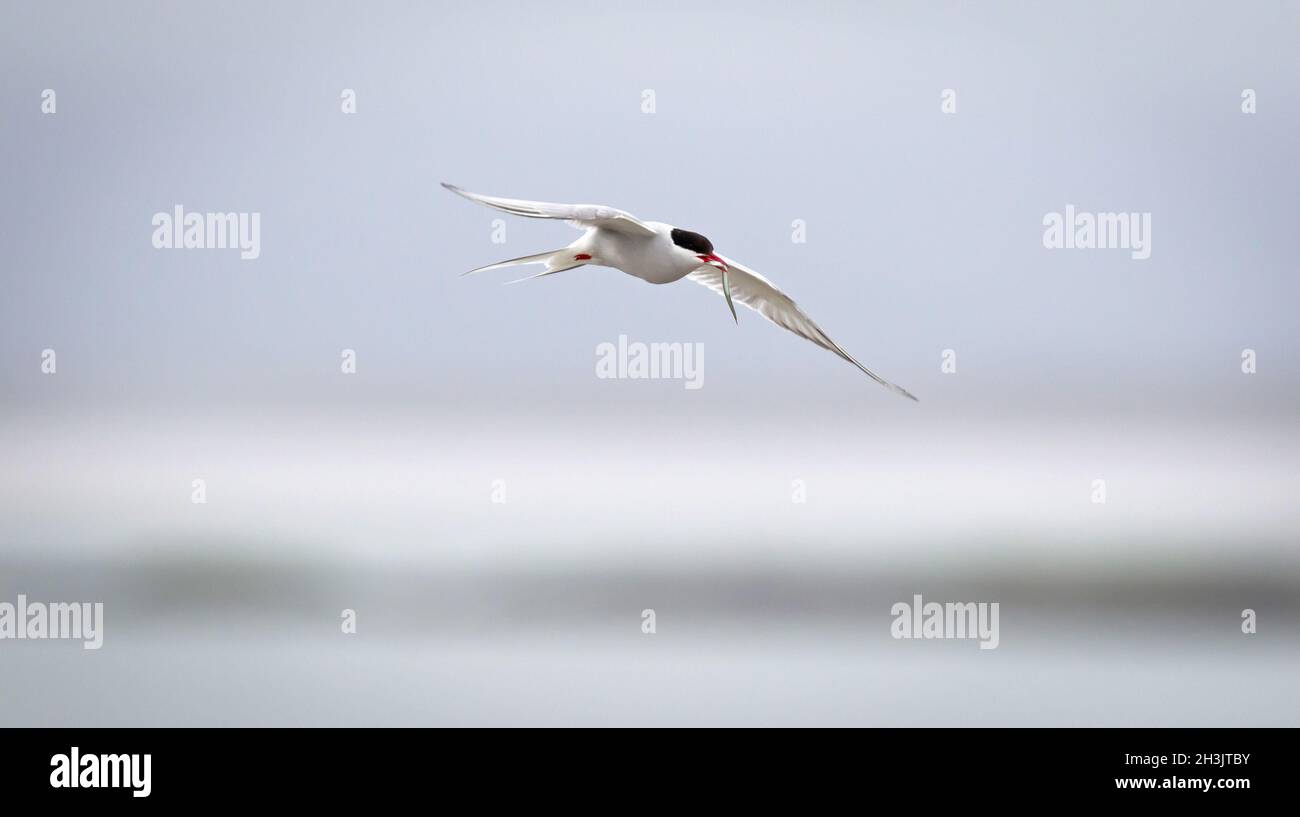 Arctic Stern (Sterna paradisaea) flying , caught a small fish Stock ...