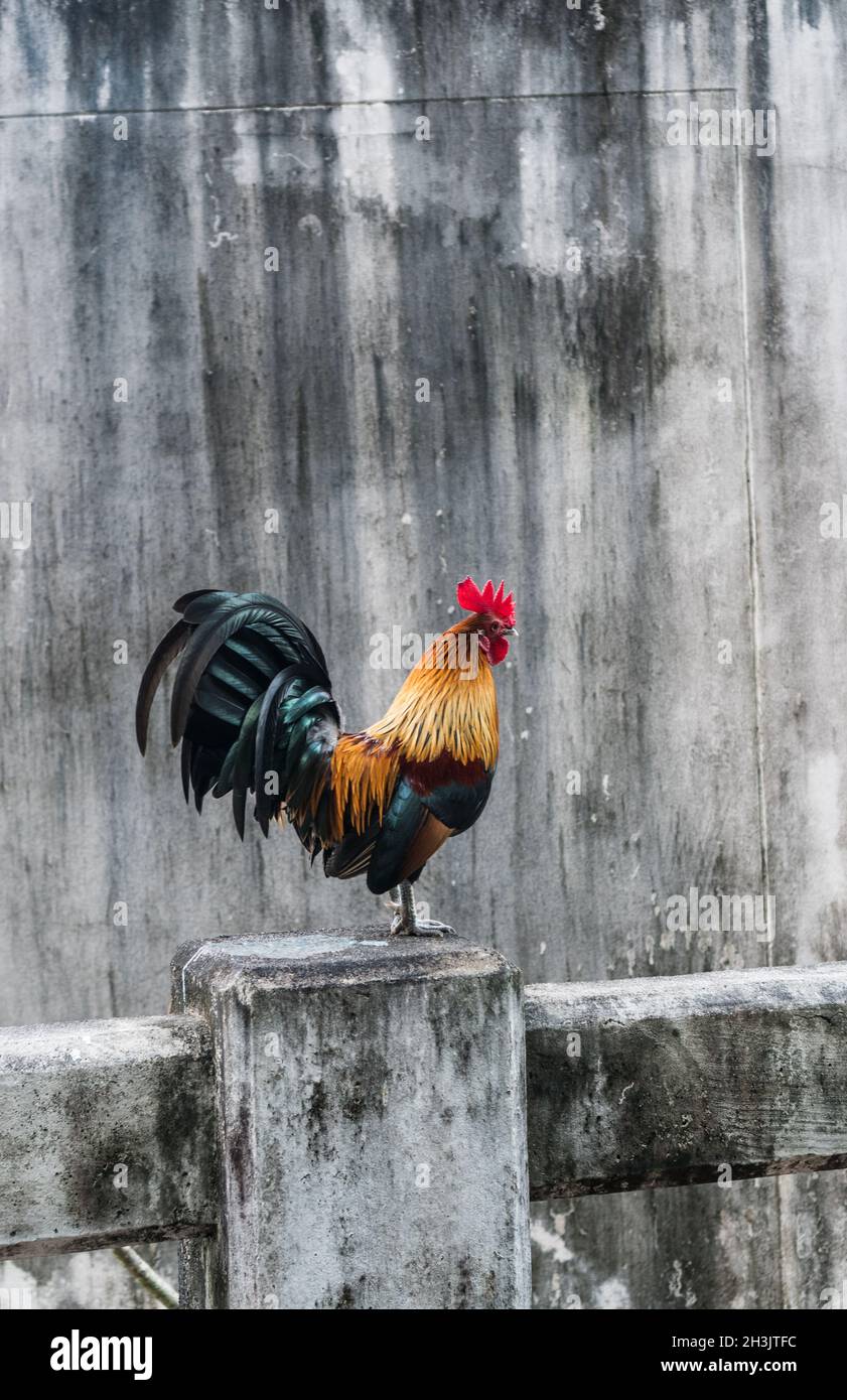 Beautiful rooster over concrete gray wall Stock Photo - Alamy