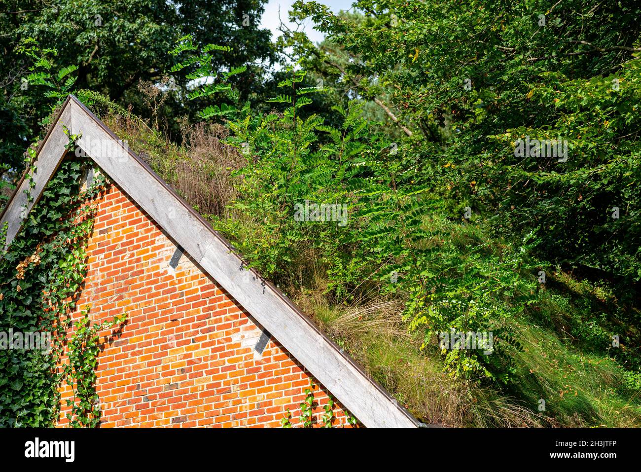 Old weed covered building hi-res stock photography and images - Alamy