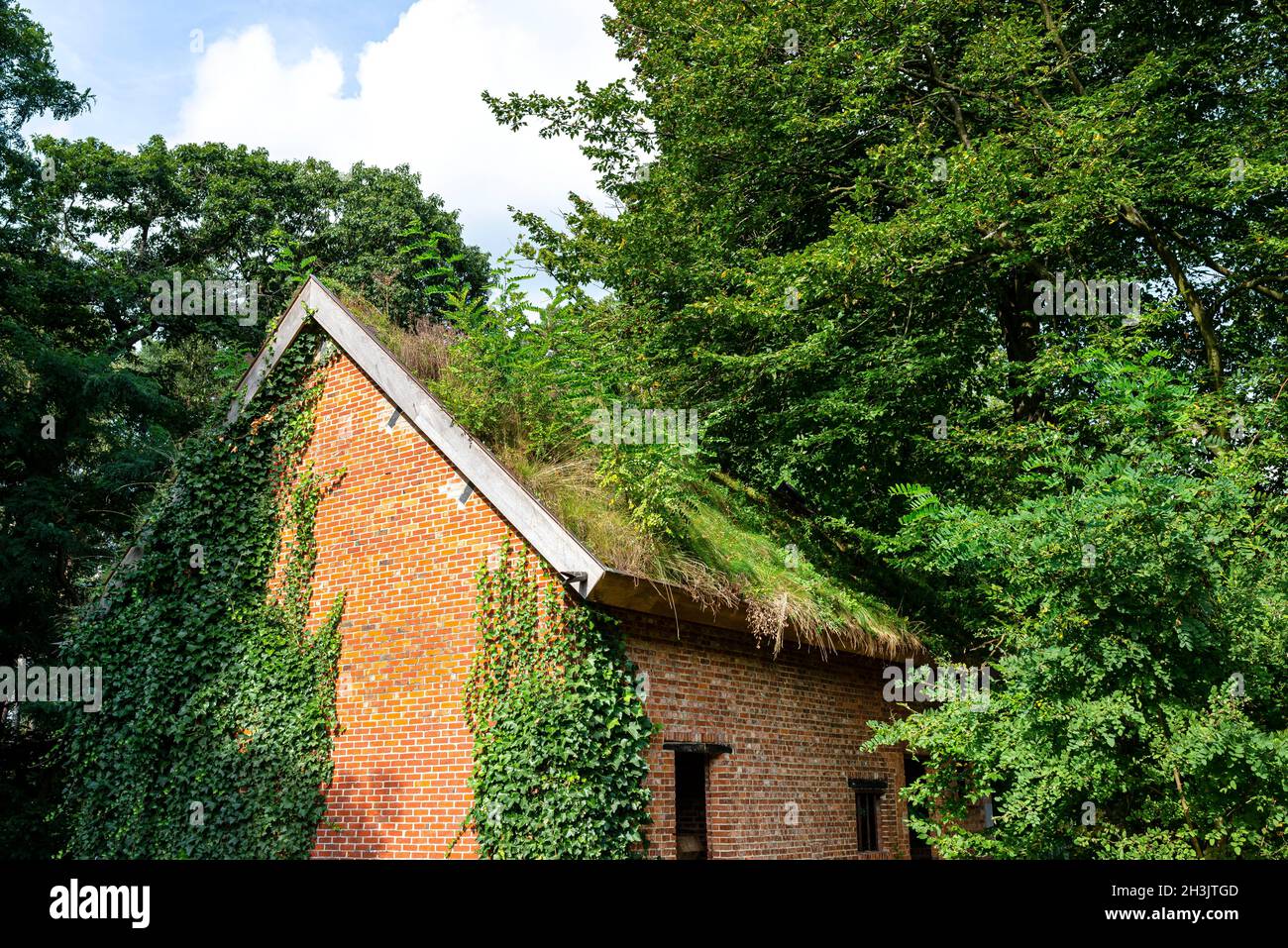 Old weed covered building hi-res stock photography and images - Alamy