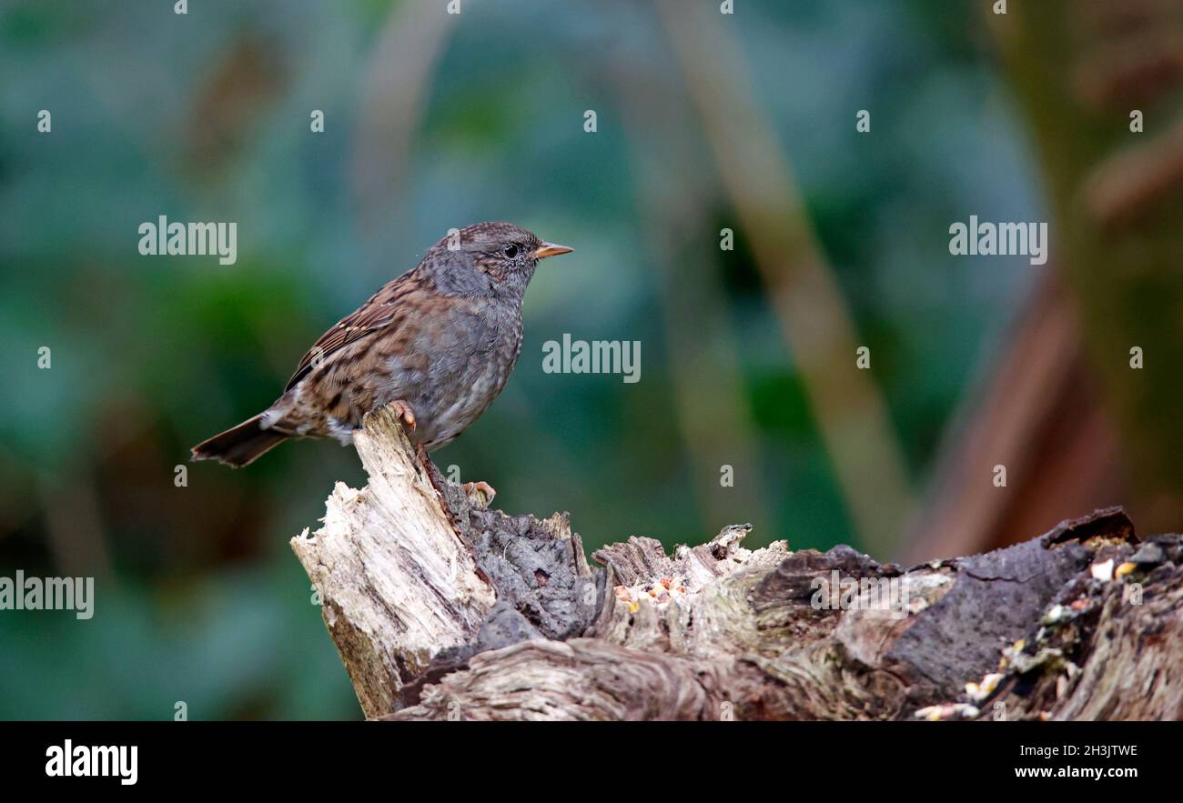 Dunnock pictures hi-res stock photography and images - Alamy