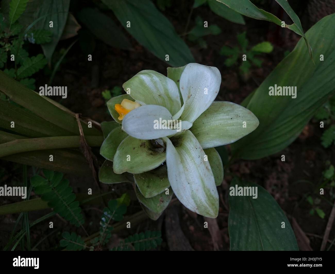 Turmeric flower on the Plant Stock Photo - Alamy