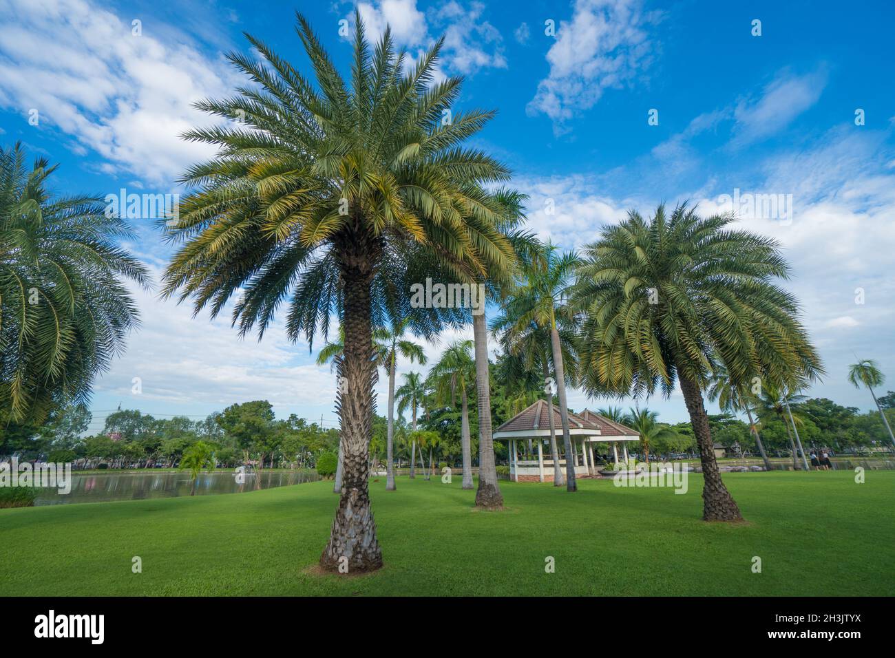 Chatuchak Park in Chatuchak district, Bangkok Stock Photo - Alamy