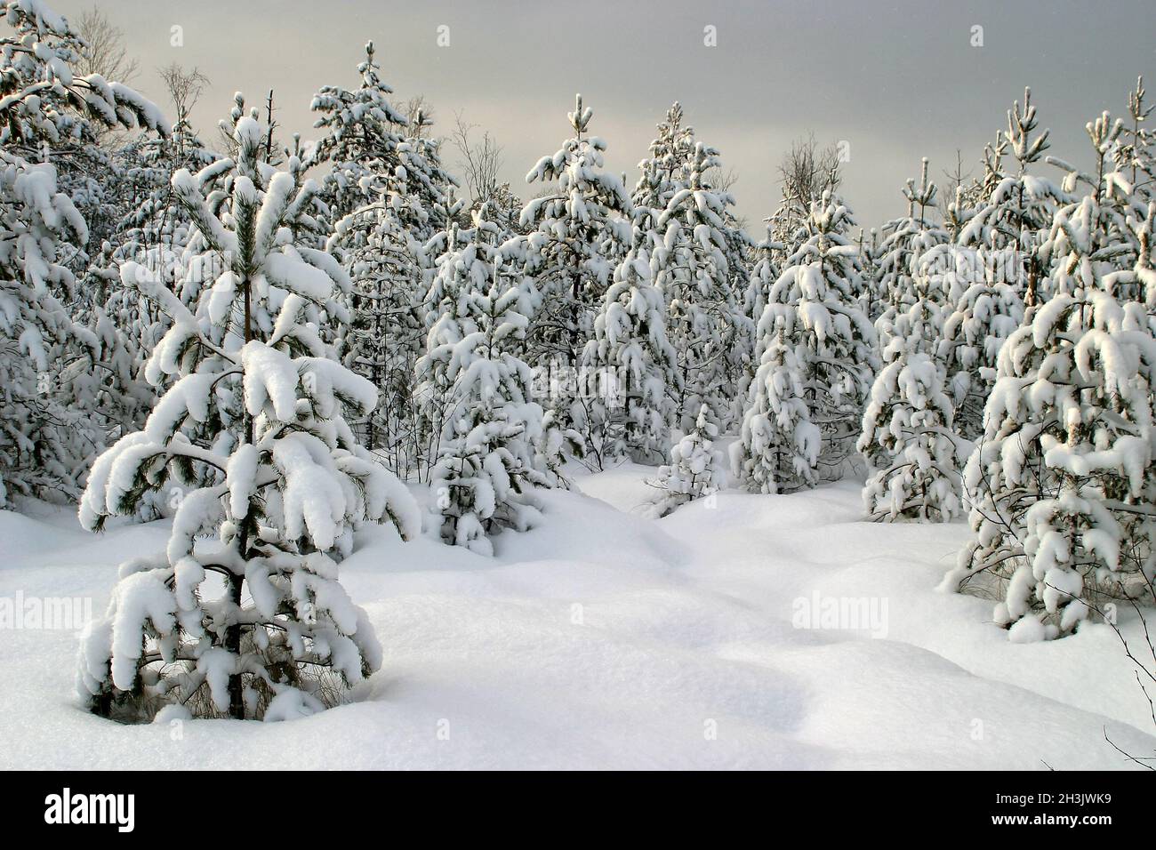 Magical winter woods covered with fresh snow Stock Photo - Alamy
