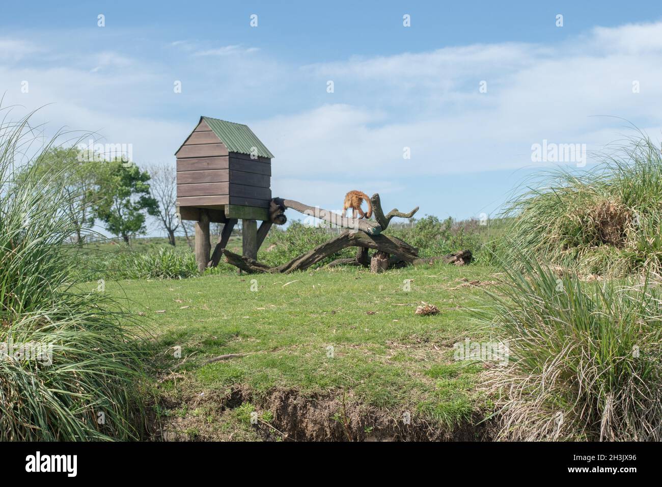 Small wooden house for monkeys built on an old tree trunk Stock Photo ...