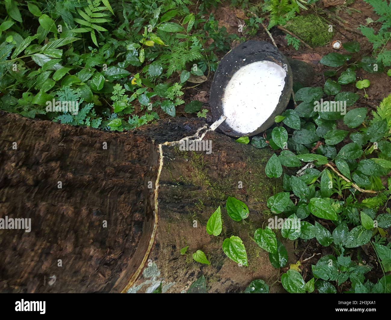 Rubber Latex of rubber trees Stock Photo - Alamy
