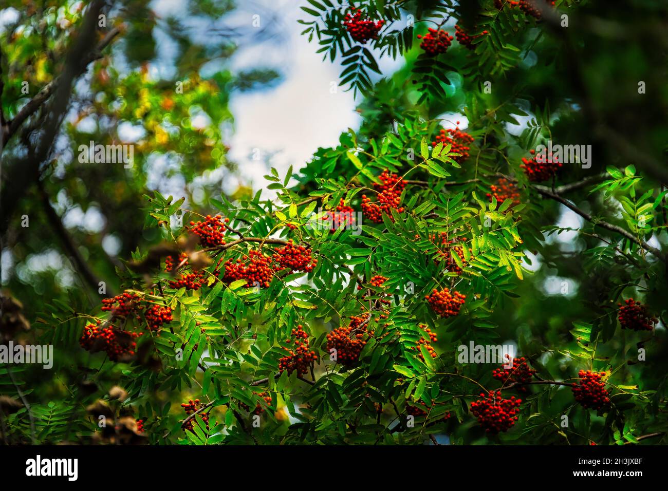 Leaves of mountain ash hi-res stock photography and images - Alamy