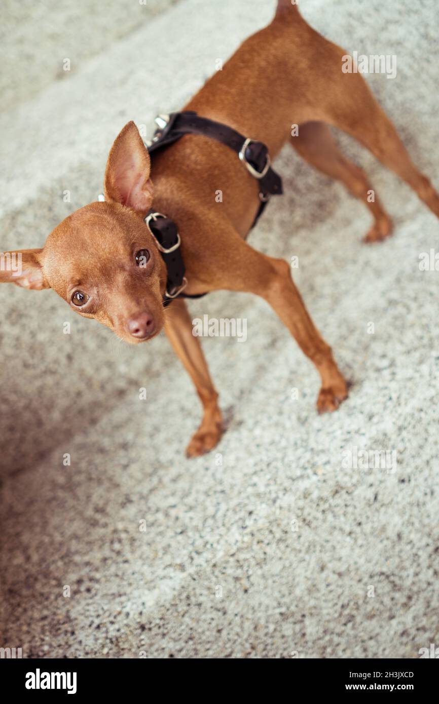 Cute miniature pinscher puppy in leather straps Stock Photo - Alamy