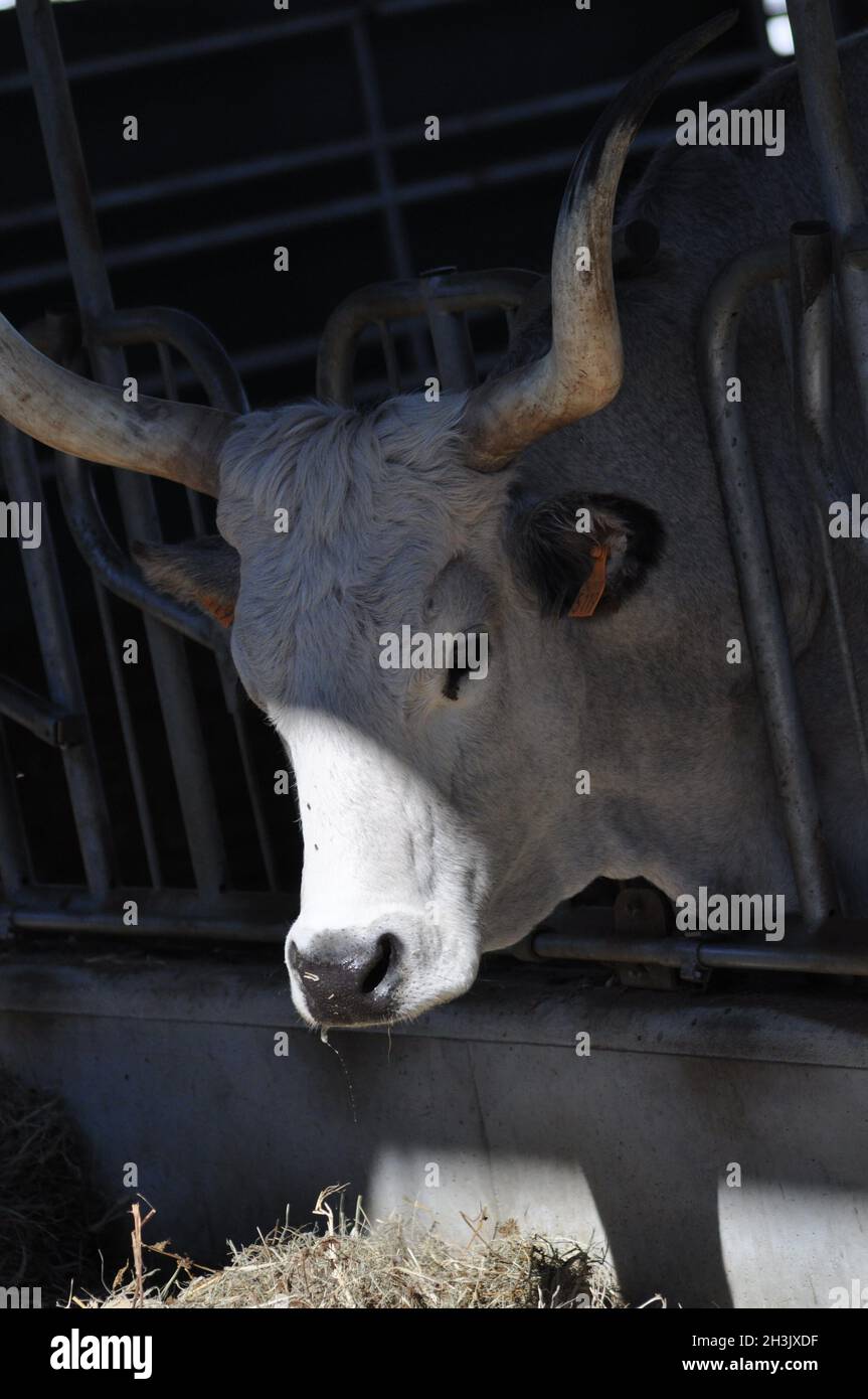 White cow with long sharp horns in the cage on the farm Stock Photo - Alamy