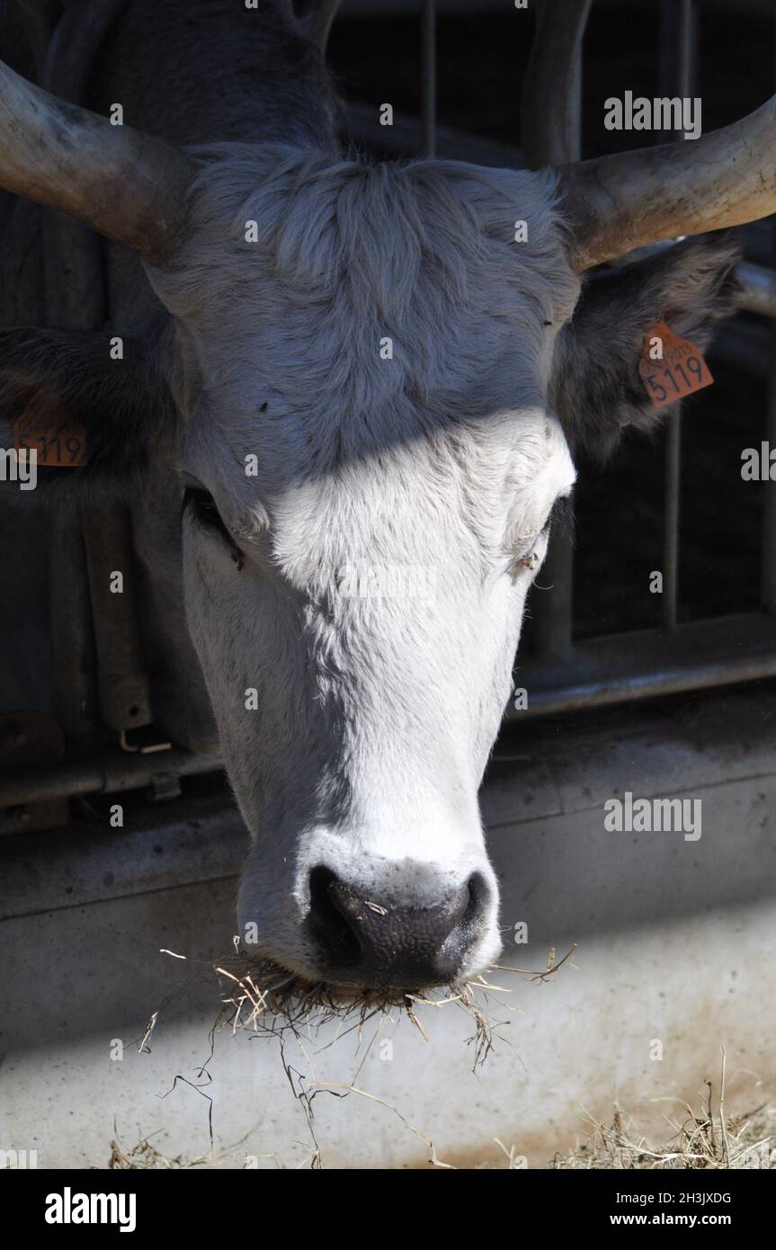 White cow with long sharp horns in the cage on the farm Stock Photo - Alamy