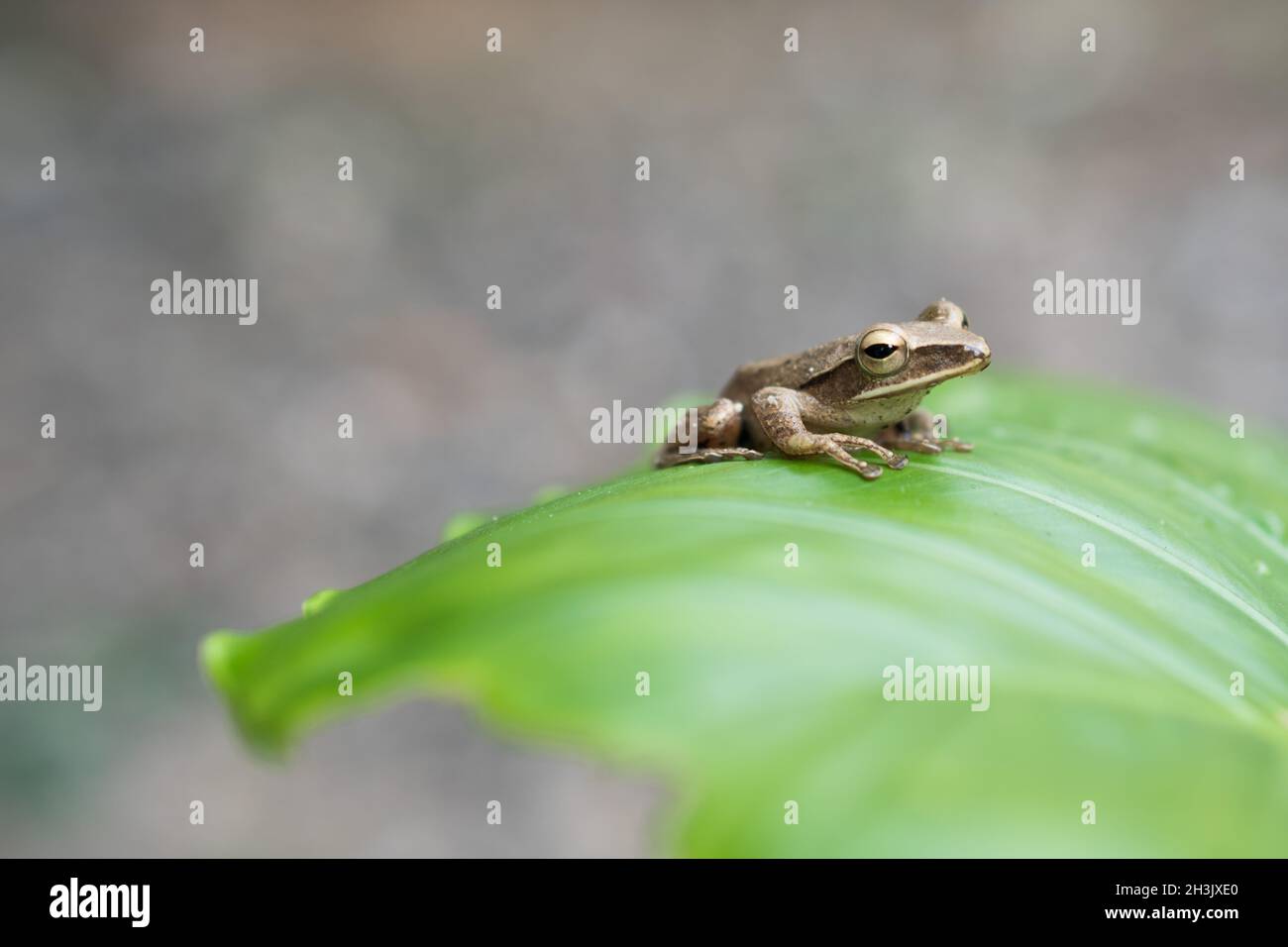 Mollusk ecology hi-res stock photography and images - Alamy