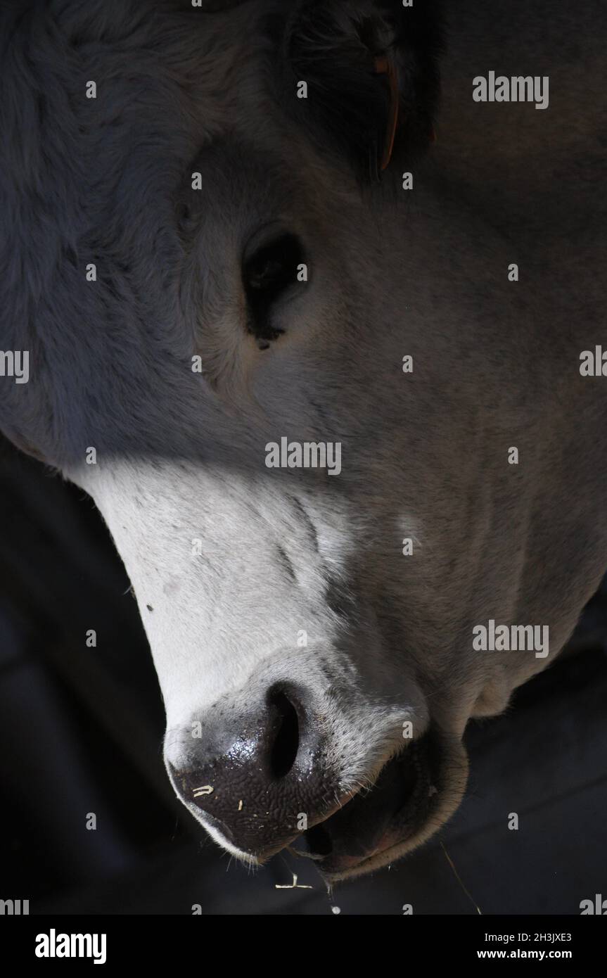 White cow with long sharp horns in the cage on the farm Stock Photo - Alamy