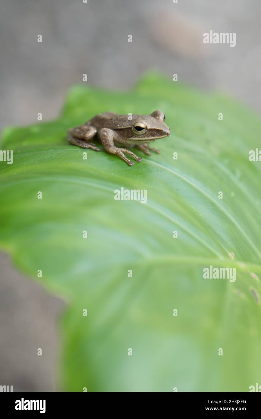 Univalve hi-res stock photography and images - Alamy