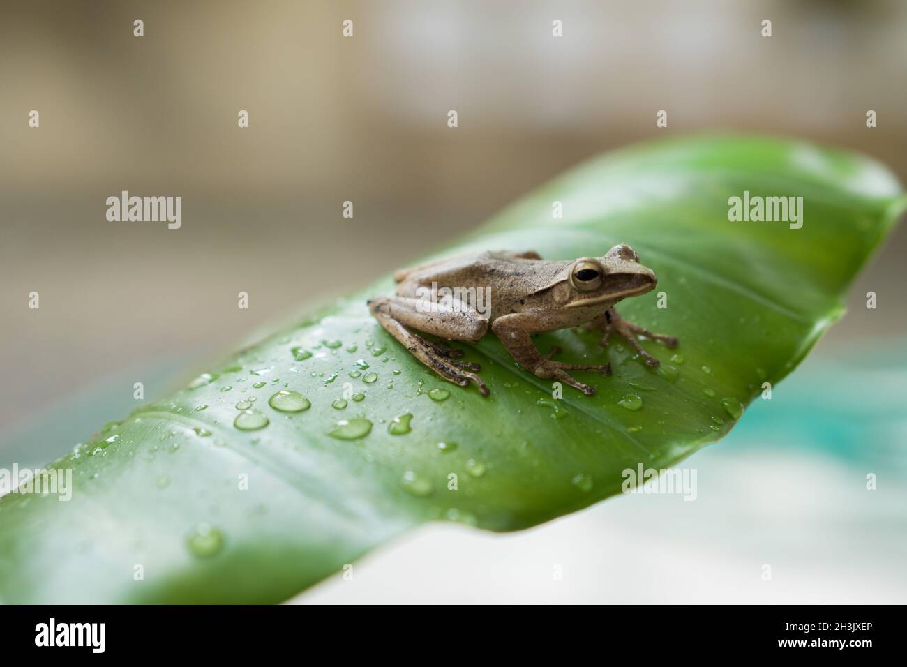 Lonely frog hi-res stock photography and images - Alamy