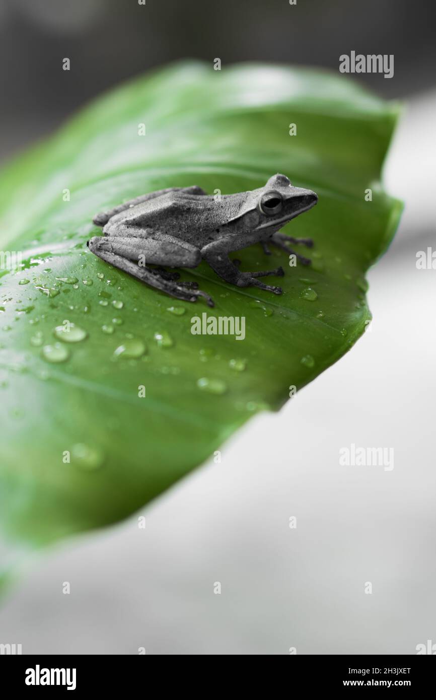 Slimy frog hi-res stock photography and images - Alamy