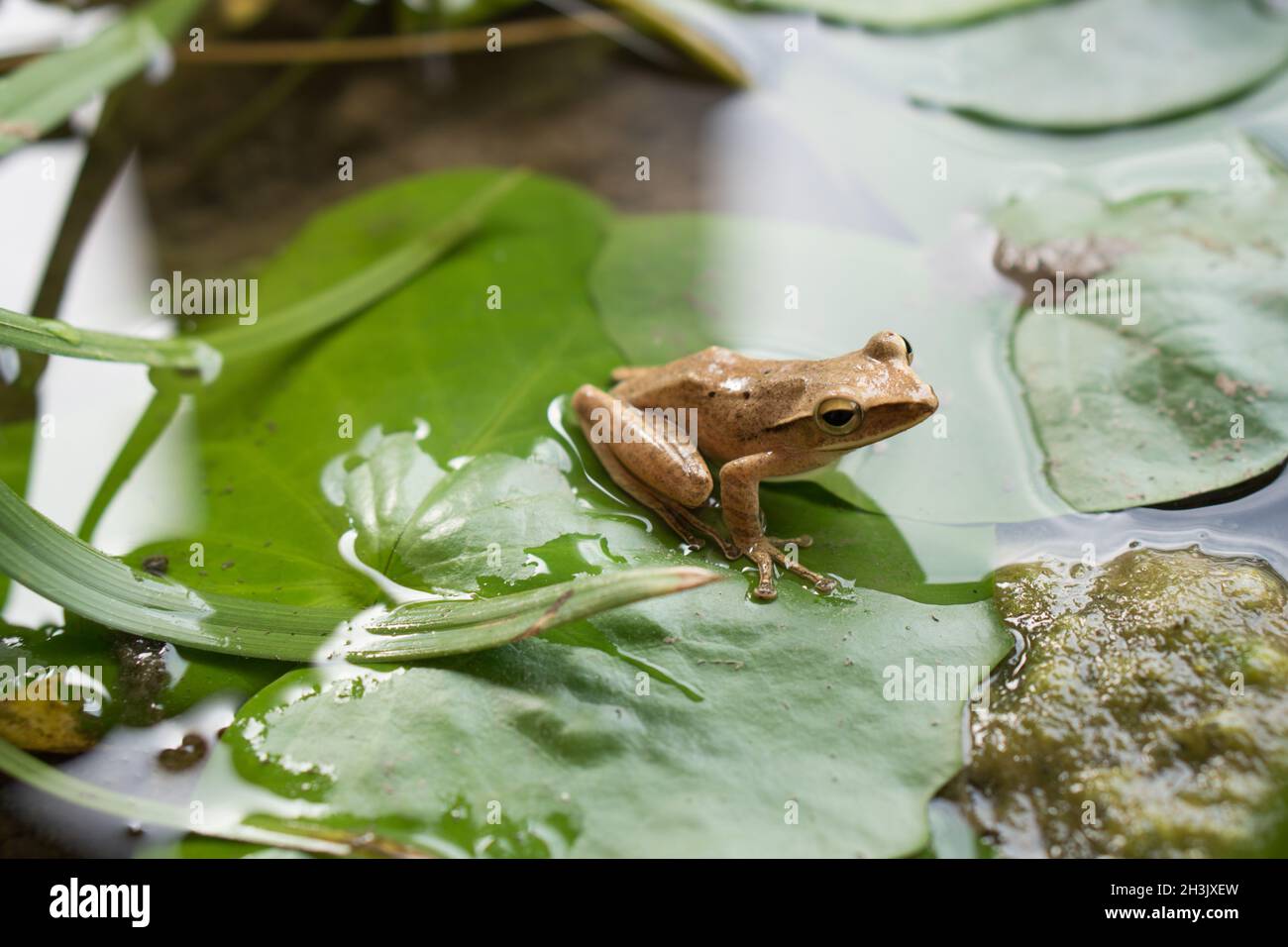 Shiny frog hi-res stock photography and images - Alamy