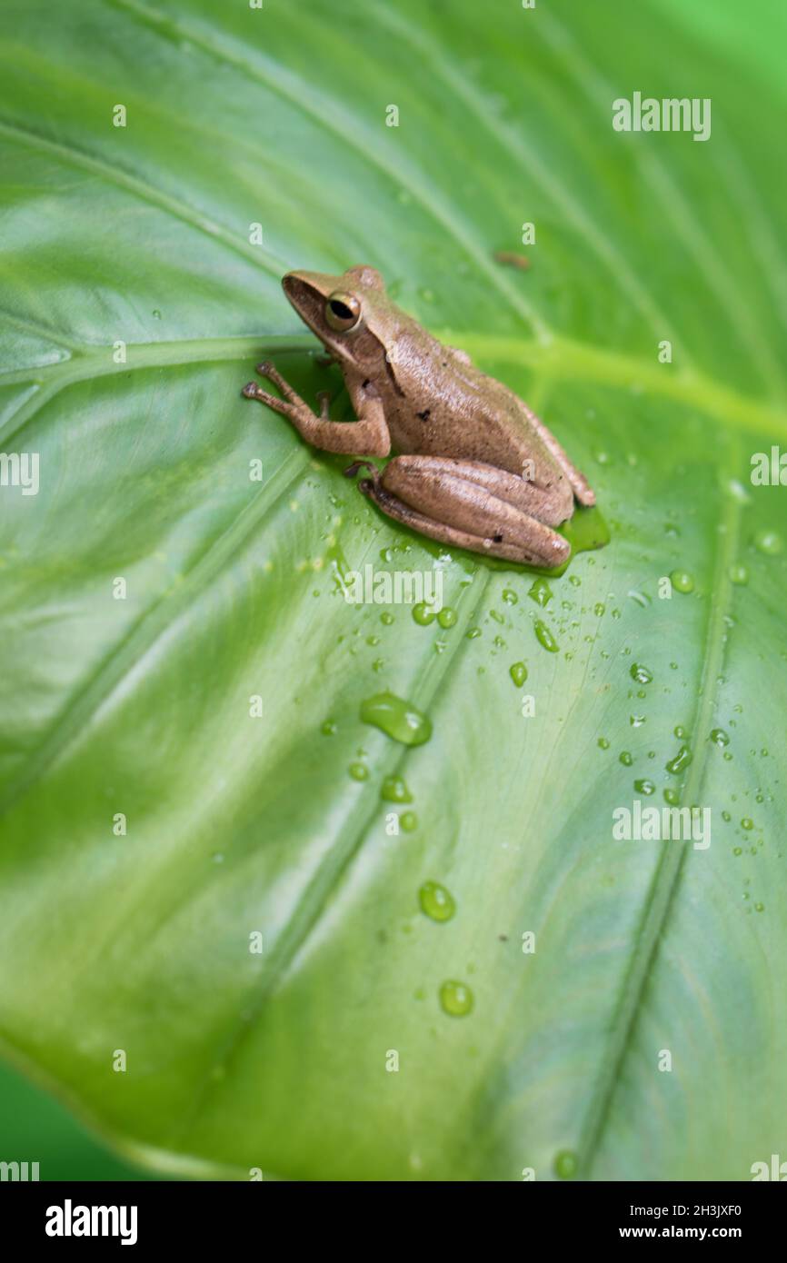 Lonely frog hi-res stock photography and images - Alamy