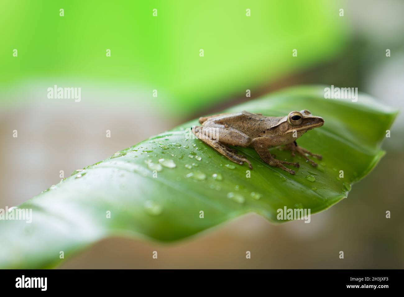Wet frog image hi-res stock photography and images - Alamy