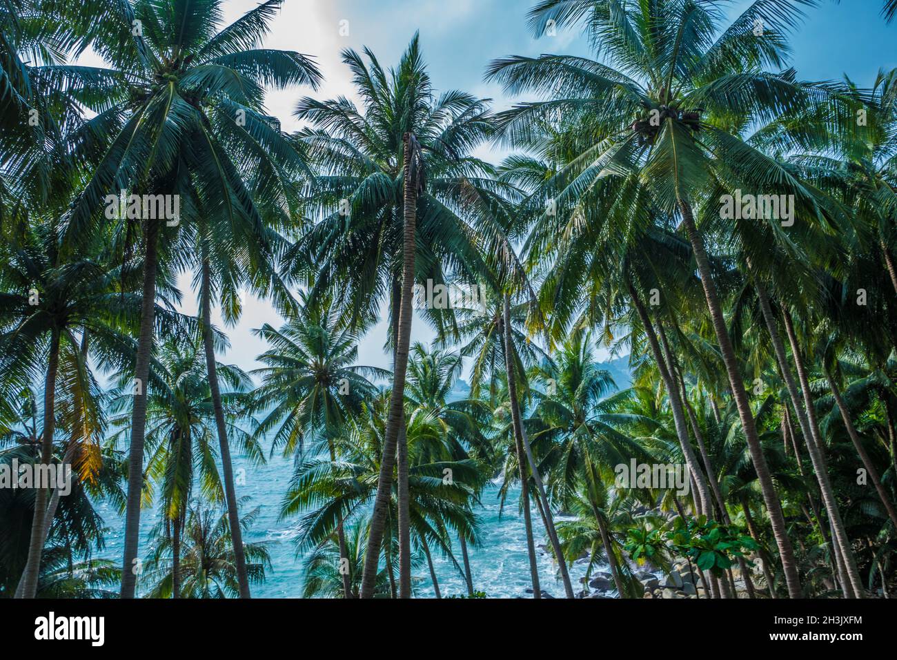 Palm trees tropical background Stock Photo - Alamy