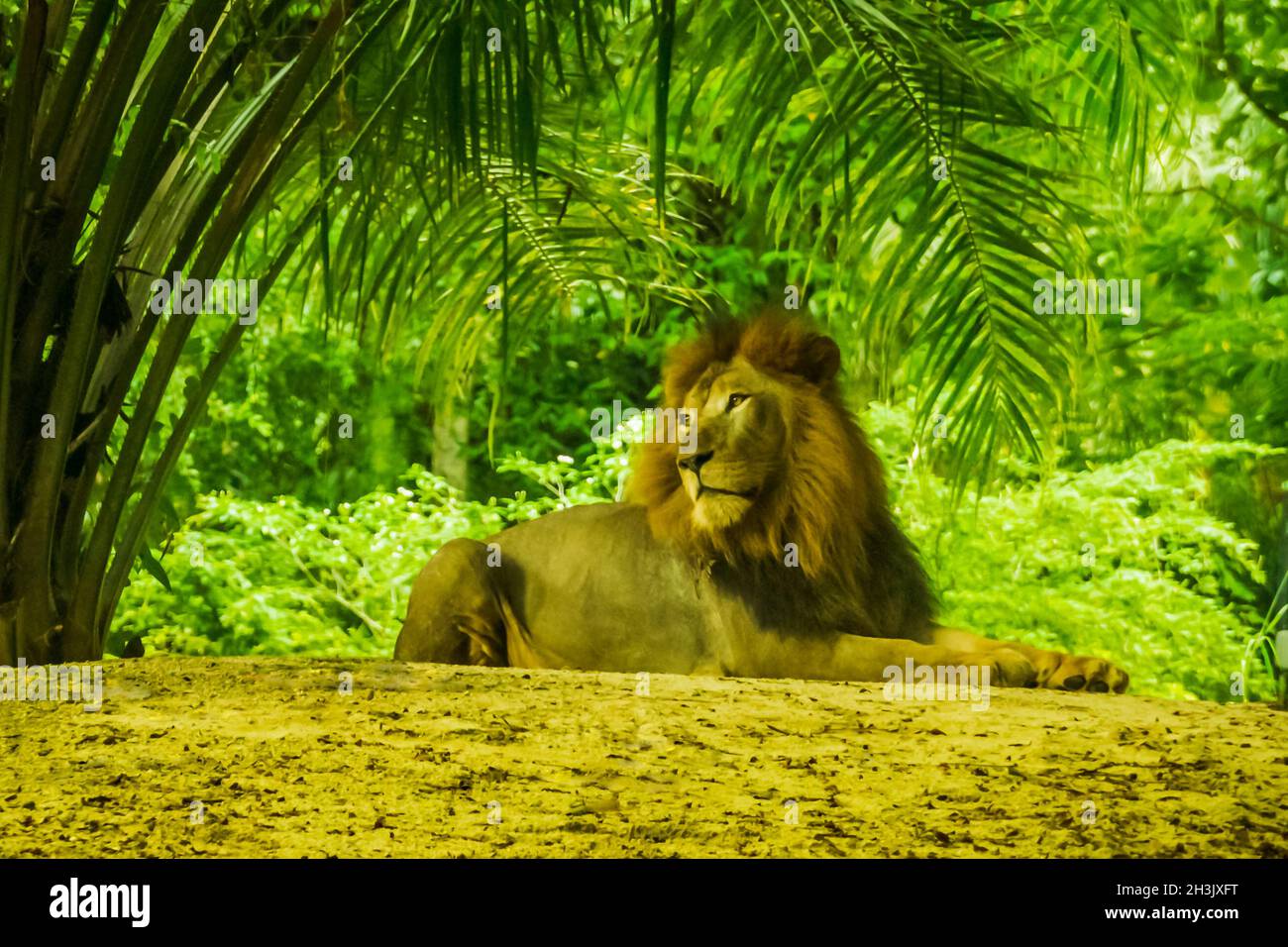 A male lion resting under the shade of a tree Stock Photo - Alamy