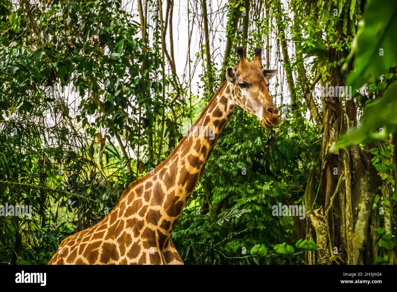 Side view of a giraffe against green foliage background Stock Photo - Alamy