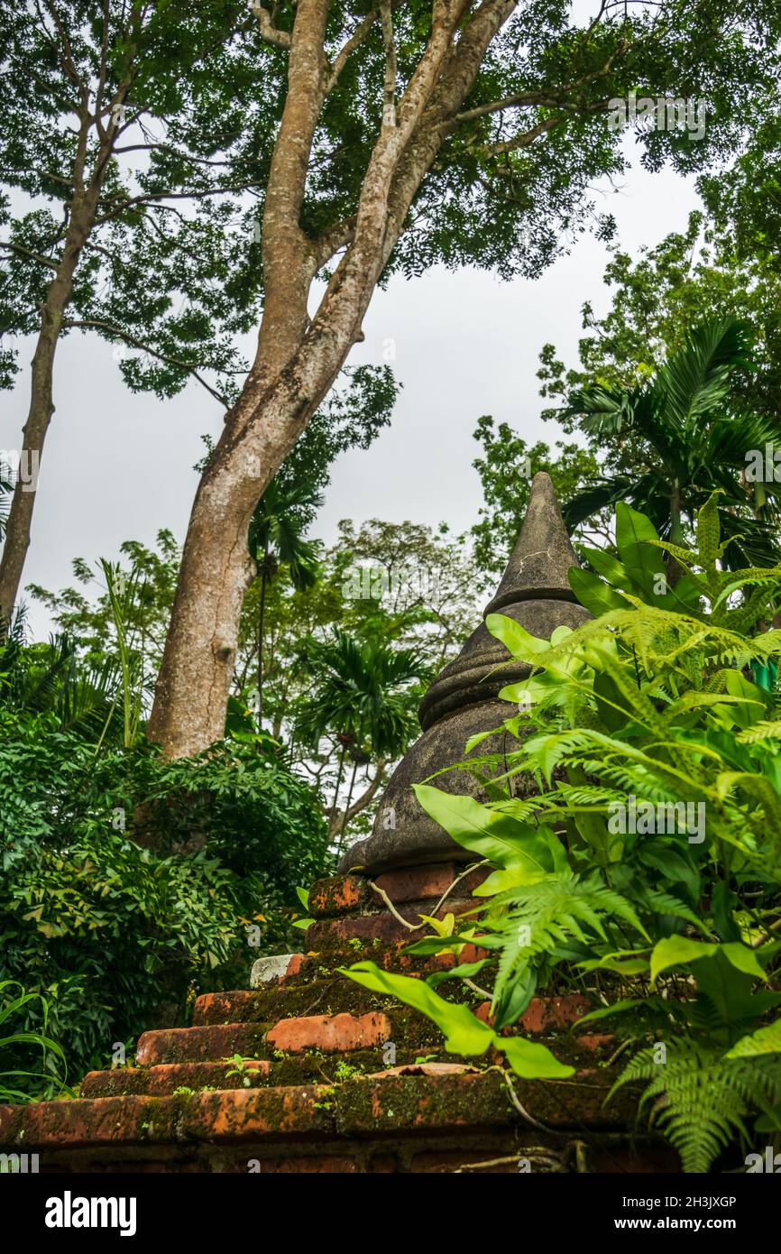 Trees with ferns growing on top of a pointed roof top Stock Photo - Alamy