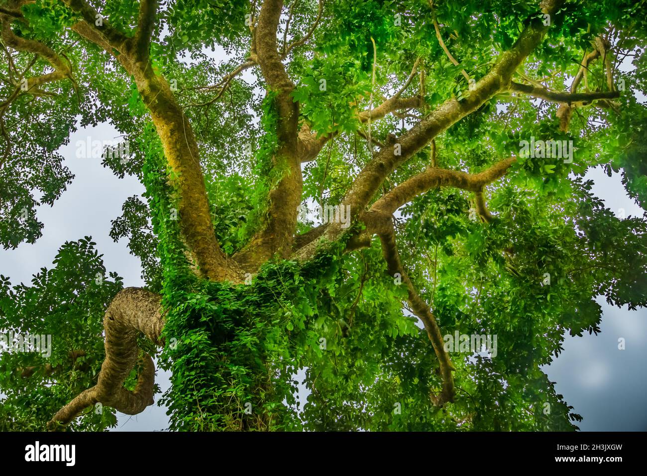Looking up large trunk to canopy of leaves hi-res stock photography and ...