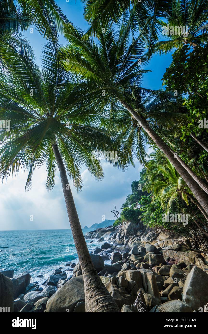 Palm trees tropical background Stock Photo - Alamy