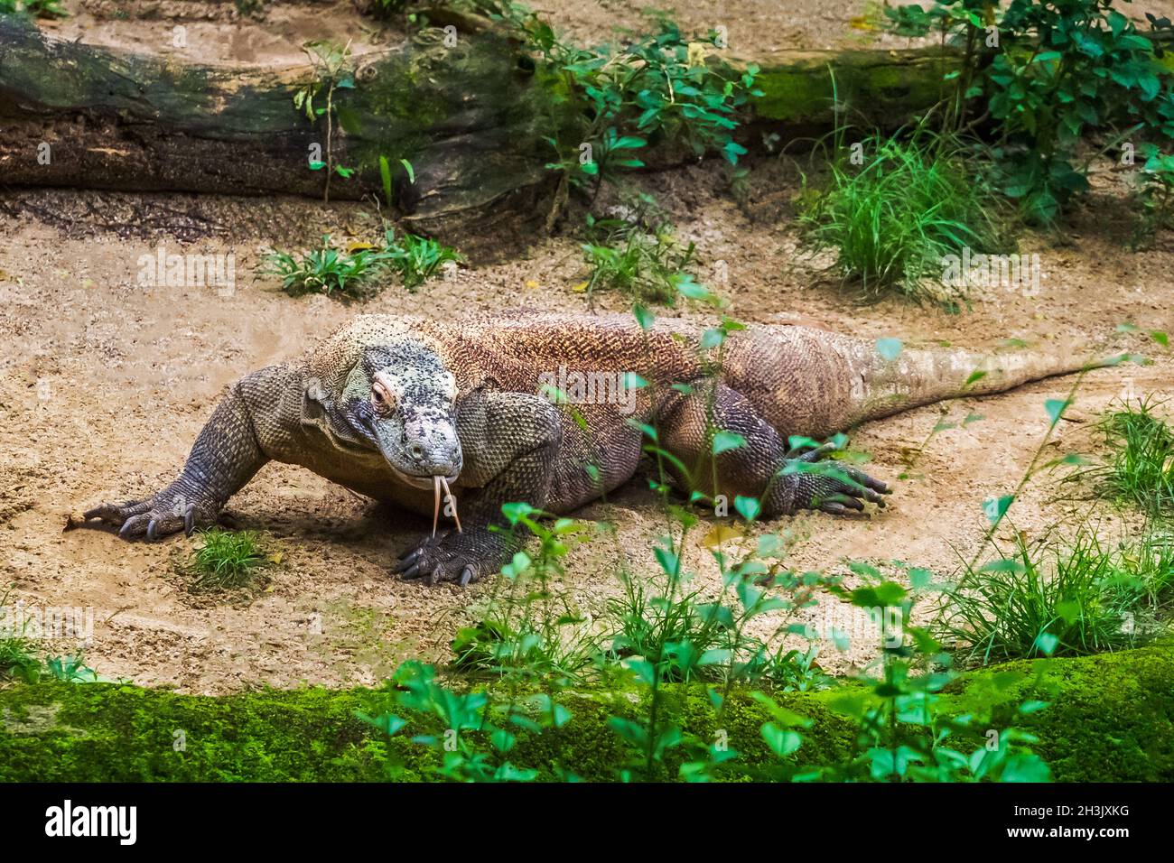 Komodo Dragon crawling in the park Stock Photo - Alamy