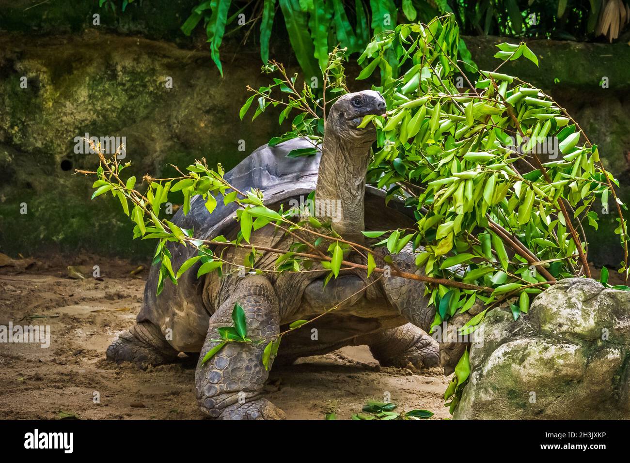 Aldabra tortoise, last remaining species of giant tortoises alive today ...