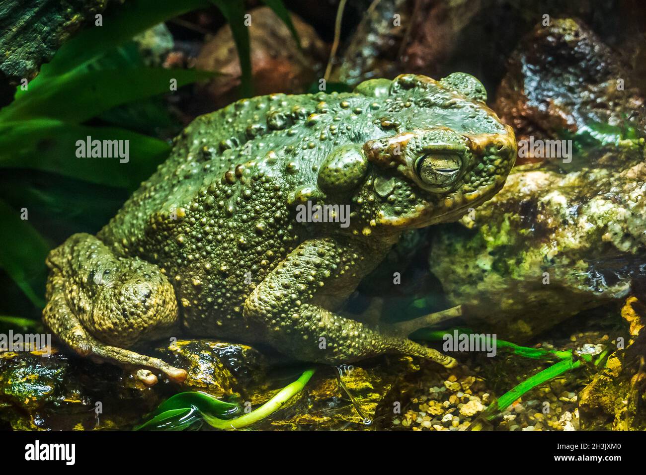 Close up view of a green colored toad, resting with the eye closed ...