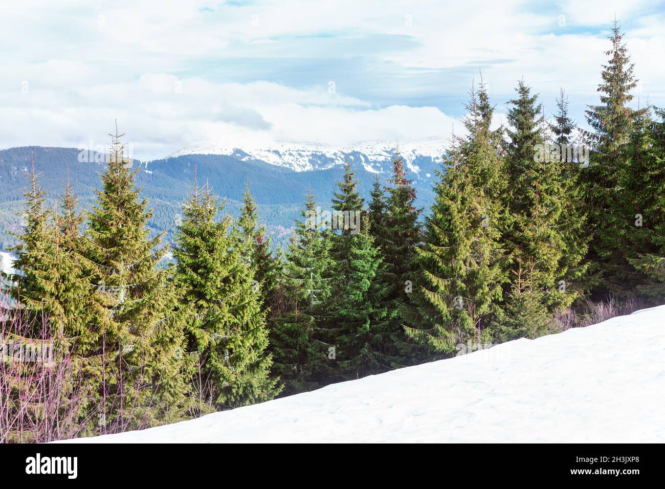 Coniferous forest in winter mountains . Evergreen woodland with fir ...