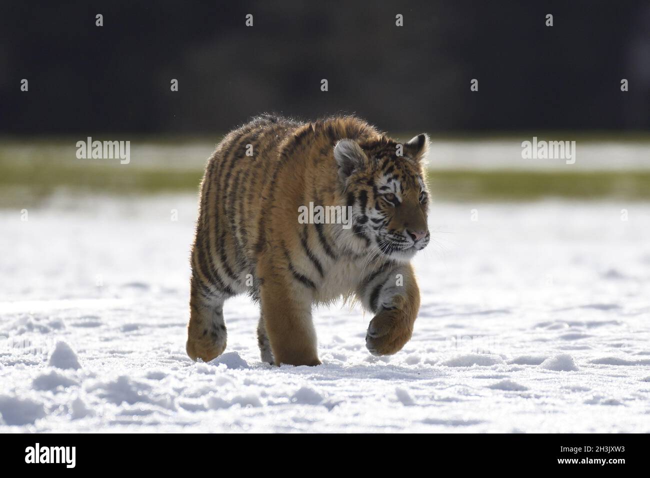 Tiger full body hi-res stock photography and images - Alamy