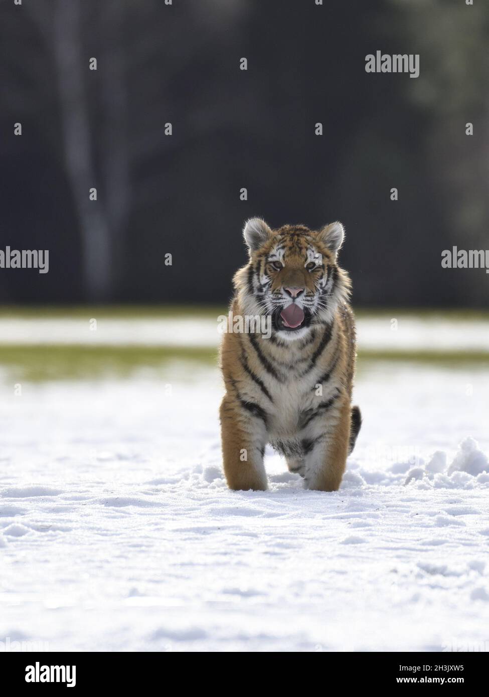 Full face angry tiger hi-res stock photography and images - Alamy