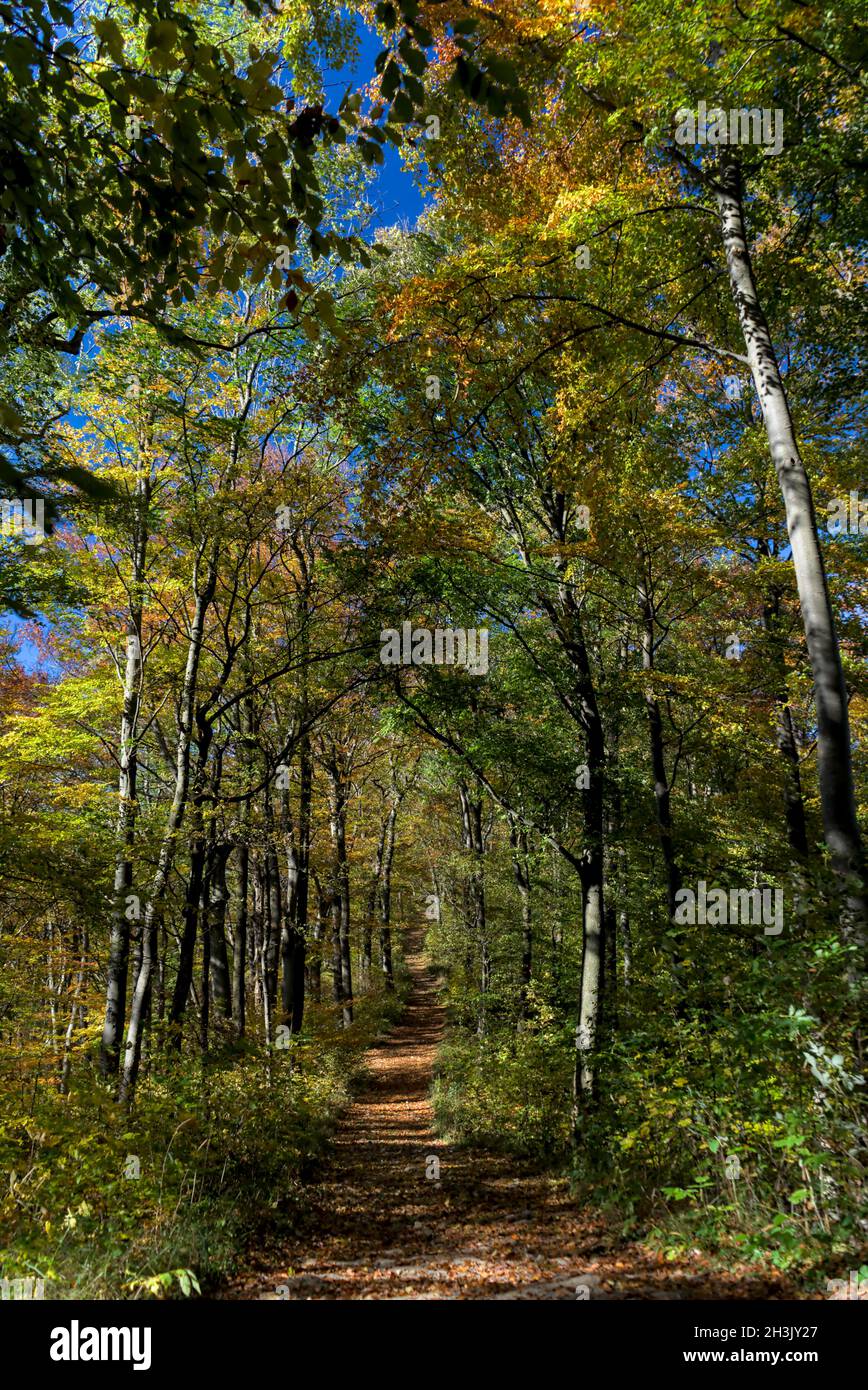 Beautiful path in forest hi-res stock photography and images - Alamy