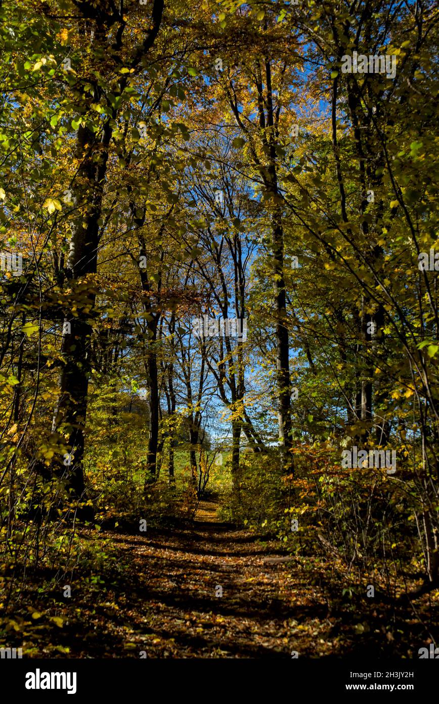 Beautiful path in forest hi-res stock photography and images - Alamy