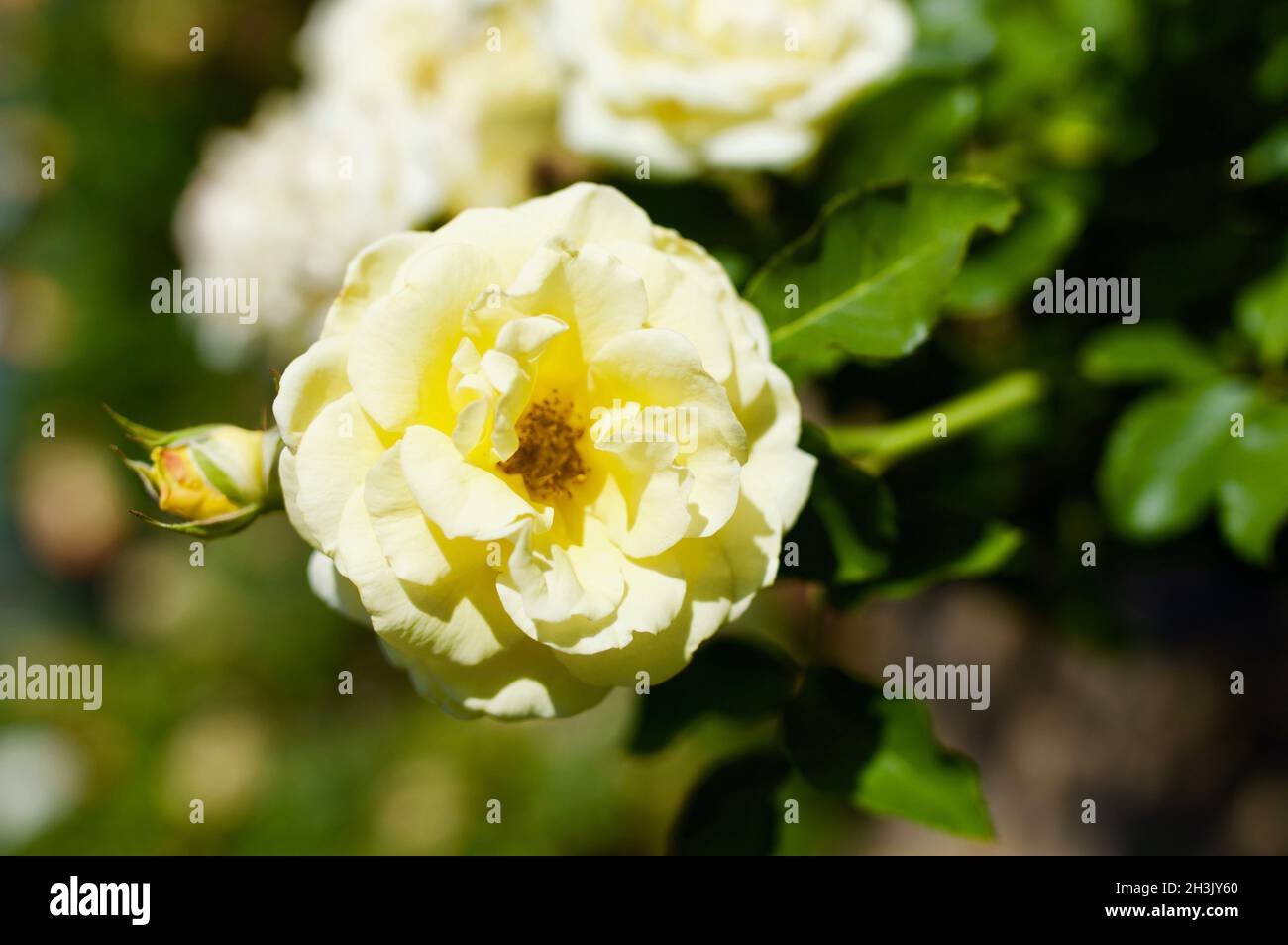Yellow rose in full bloom at Cowra Rose Garden, Australia Stock Photo ...